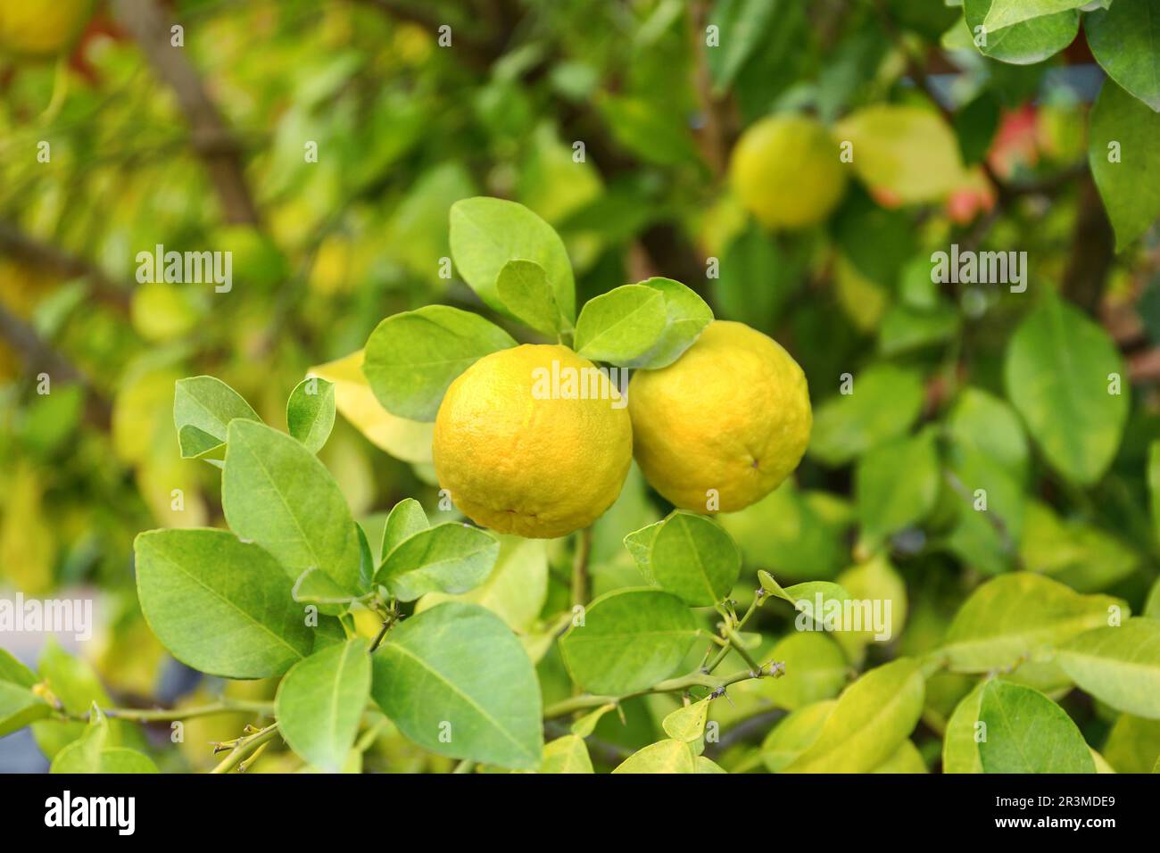 Trifoliate oranges hi-res stock photography and images - Alamy