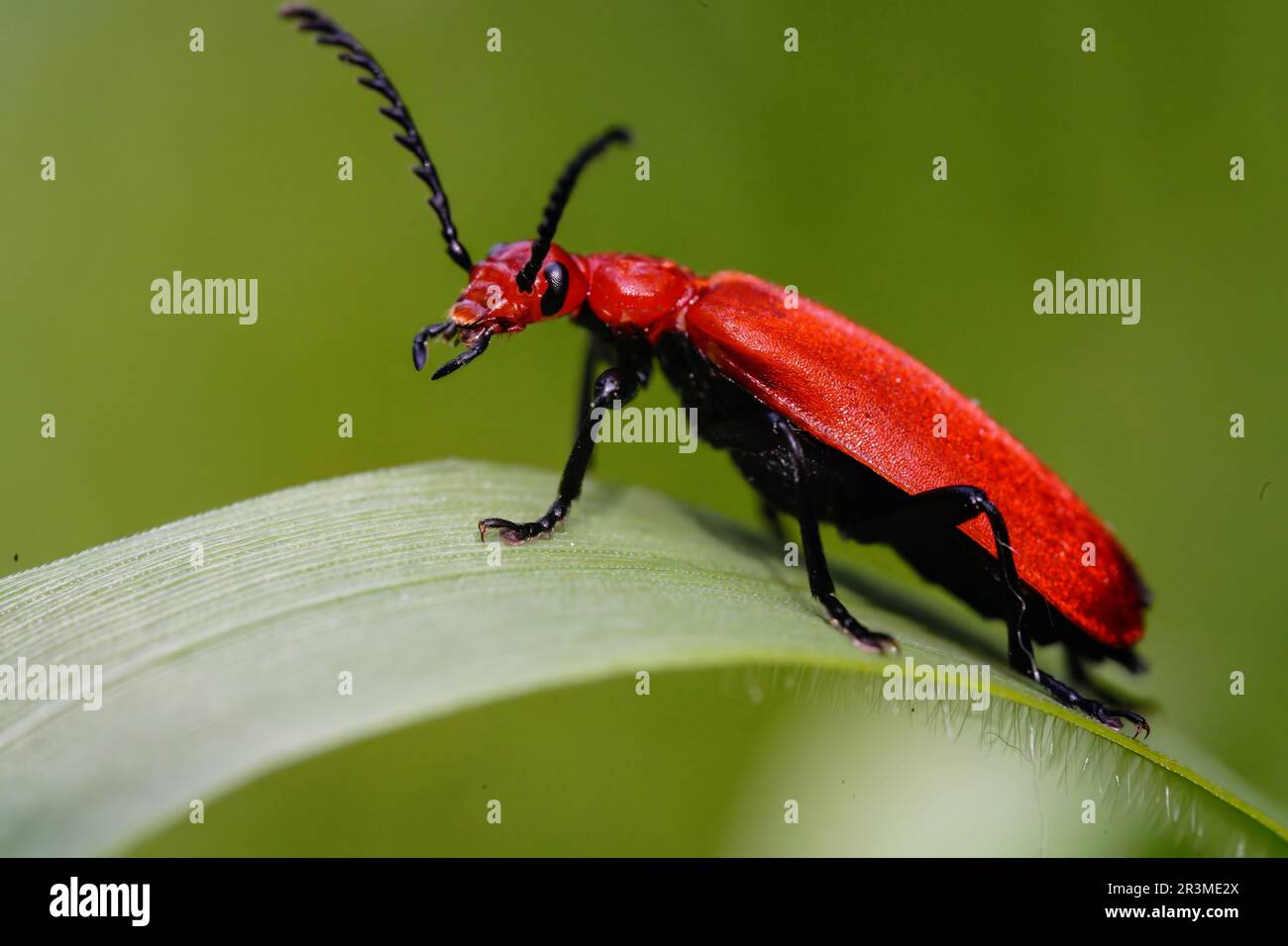 Fire colored hi-res stock photography and images - Alamy