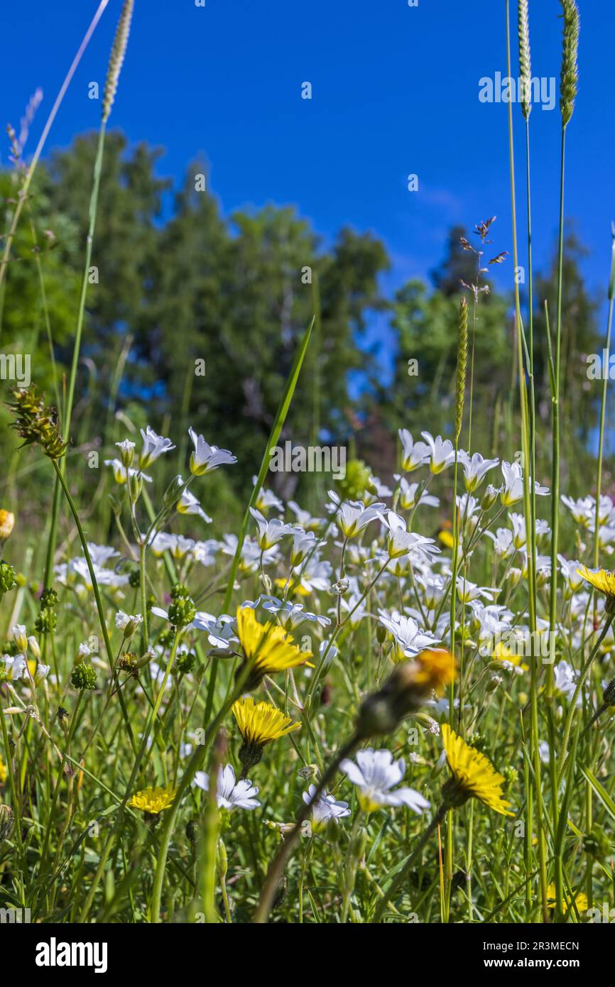 Field mouse ear plant hi-res stock photography and images - Alamy