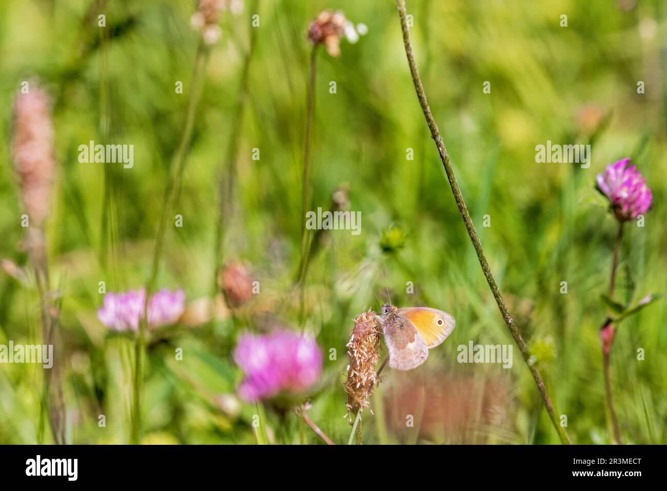 Blooming meadow clover butterfly hi-res stock photography and images ...