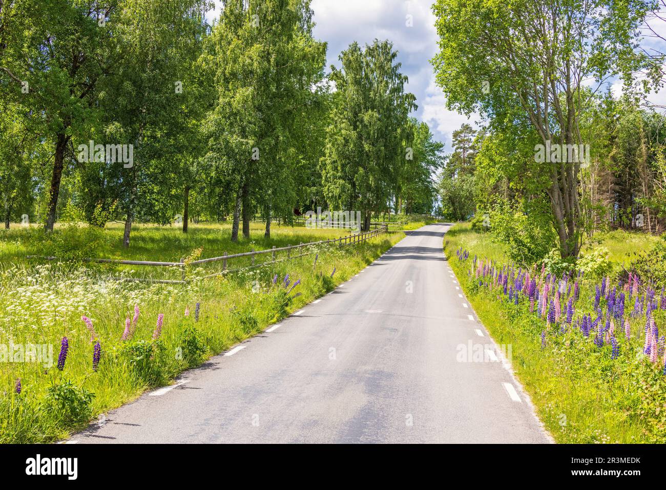 Blooming roadside by a country road Stock Photo - Alamy