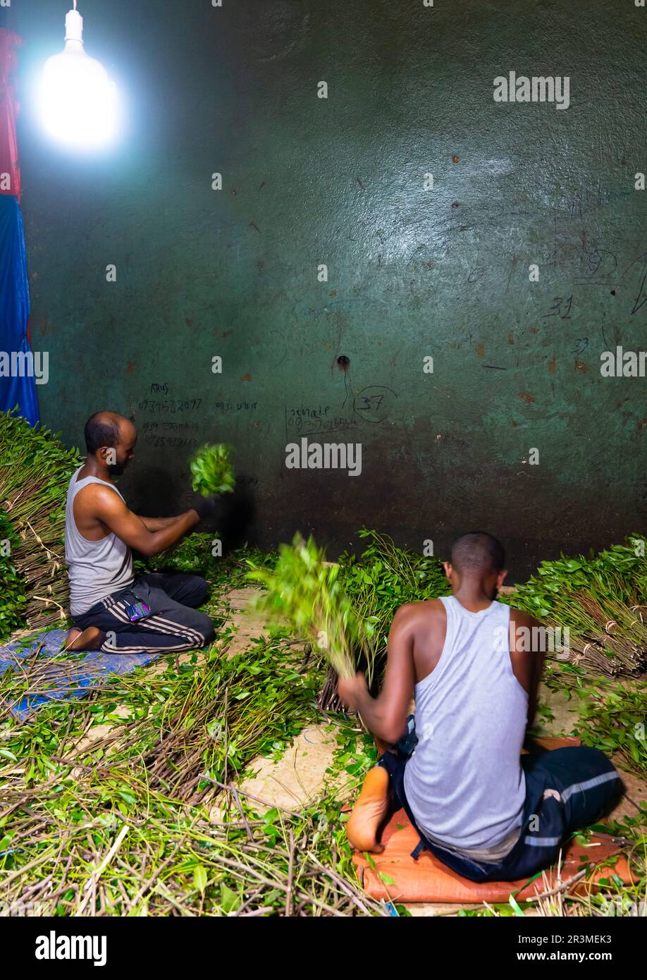 Ethiopian men packing khat, Harari Region, Awaday, Ethiopia Stock Photo ...