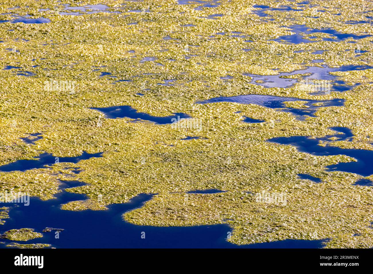 Algal ecosystem hi-res stock photography and images - Alamy