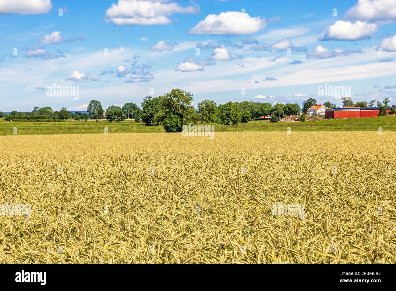 Field with crops in the countryside Stock Photo - Alamy