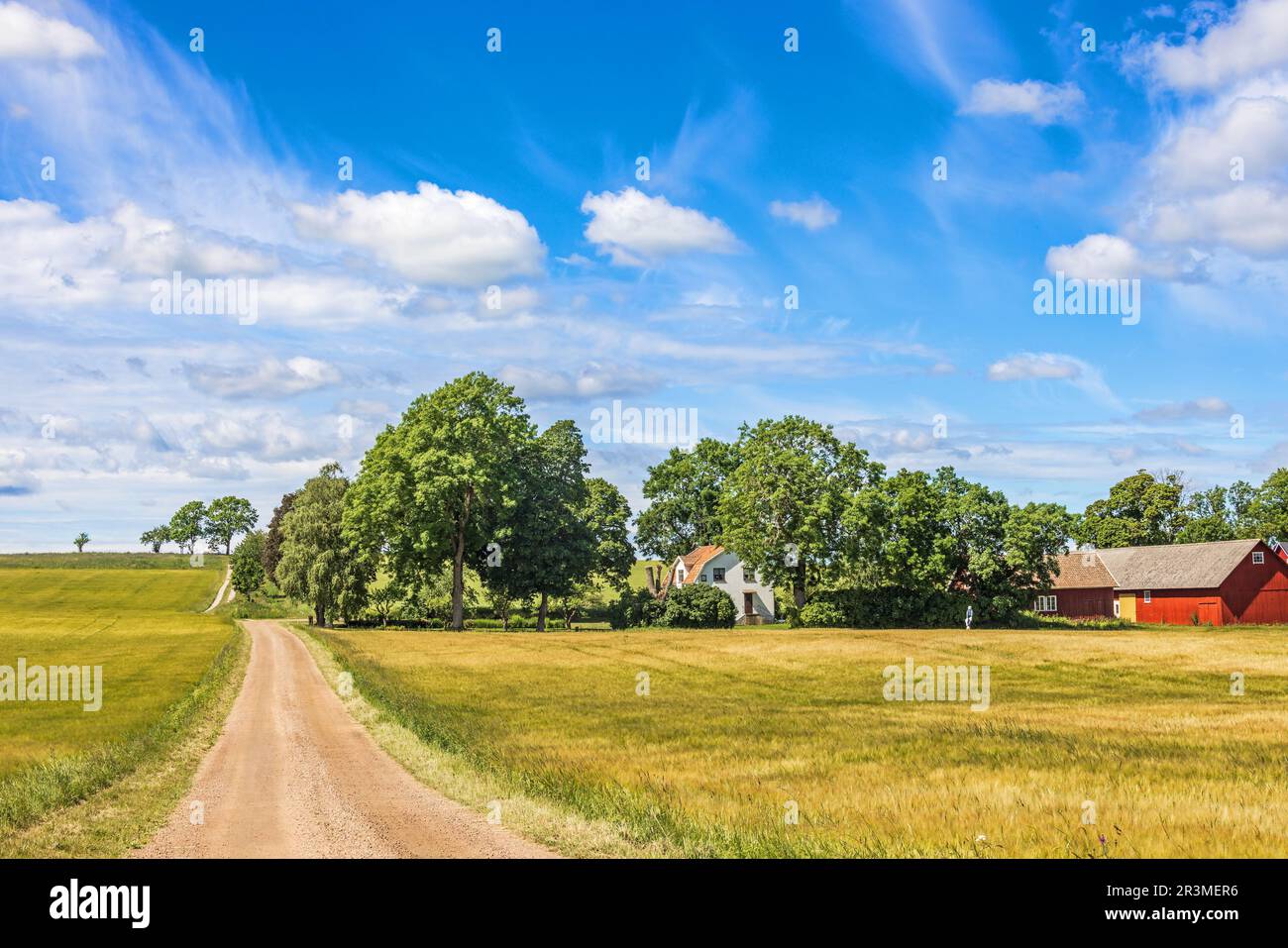 Dirt road to a farm by a cornfield Stock Photo - Alamy