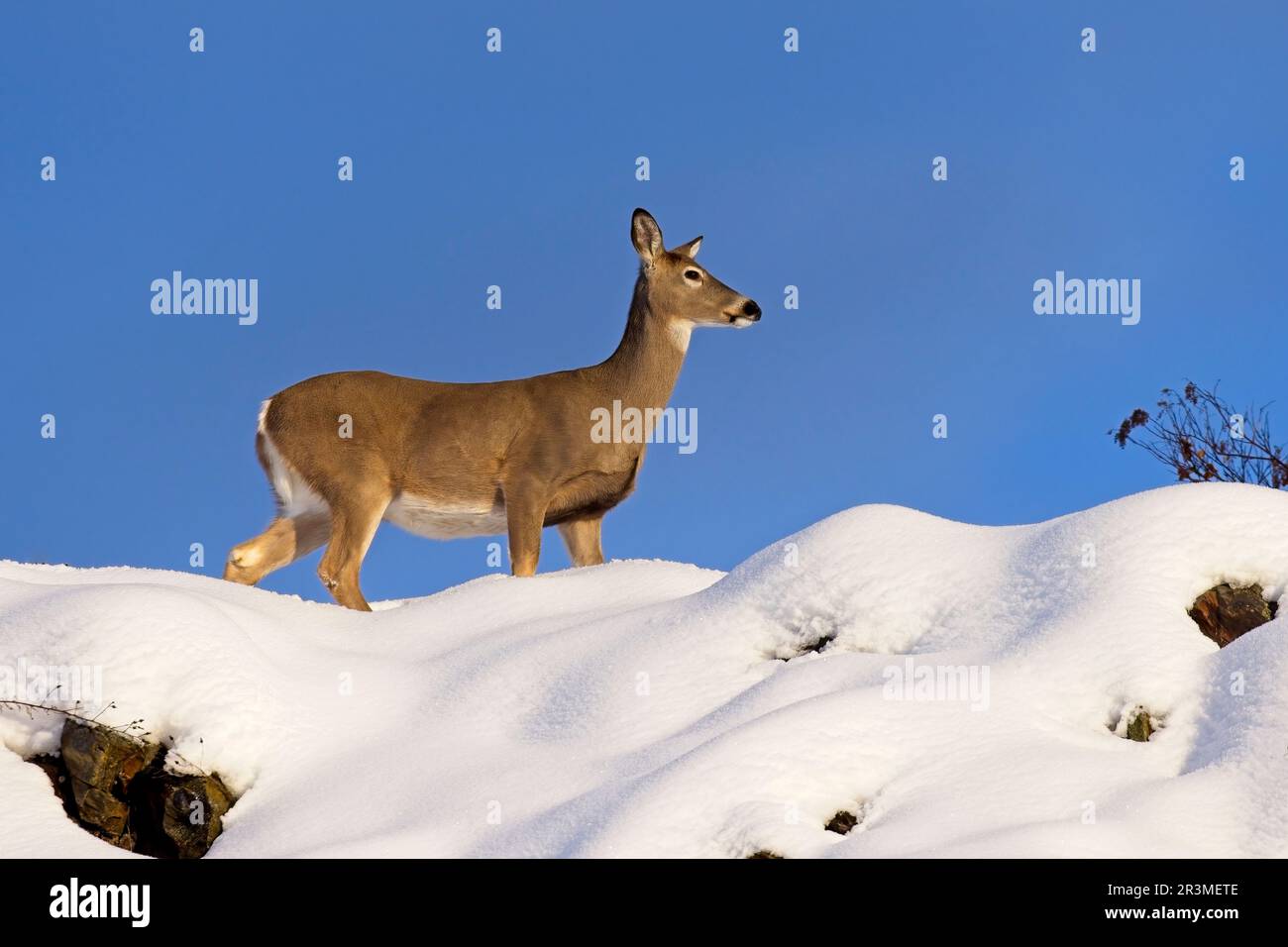 Side view of deer hi-res stock photography and images - Alamy