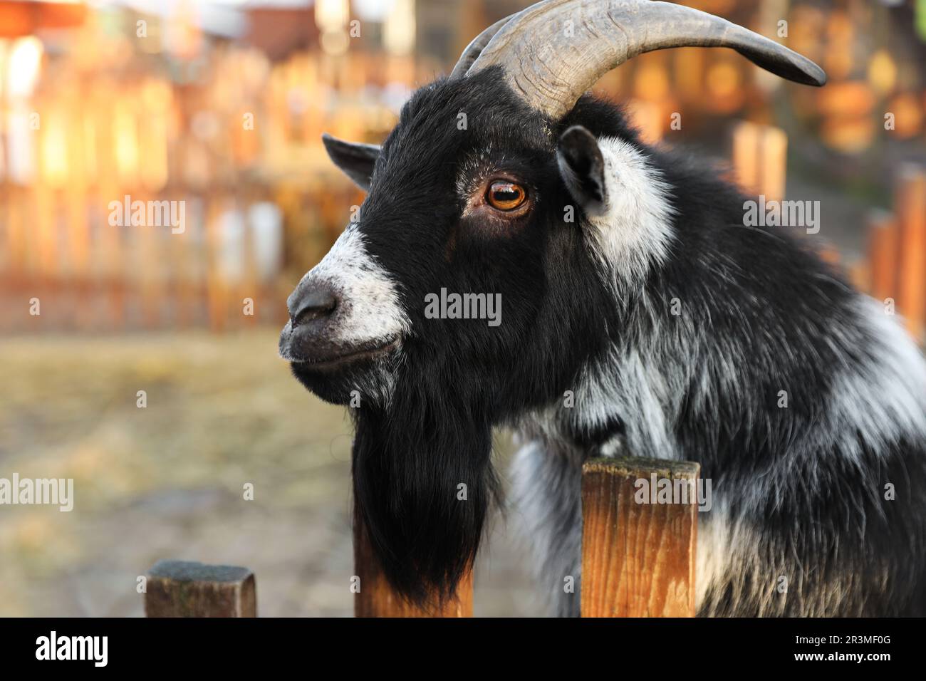Cute goat inside of paddock in zoo Stock Photo - Alamy