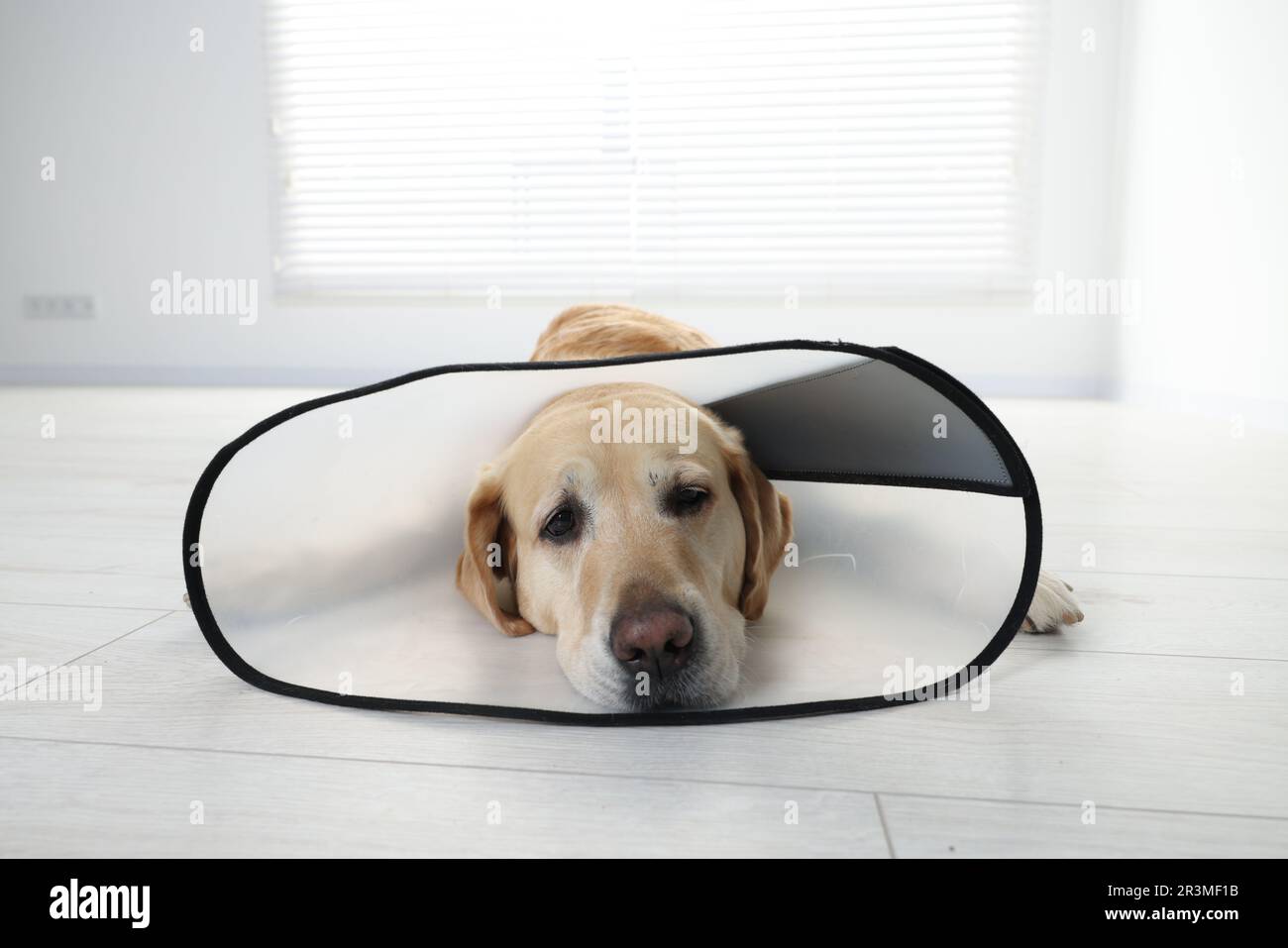 Are Labrador Retrievers Protective