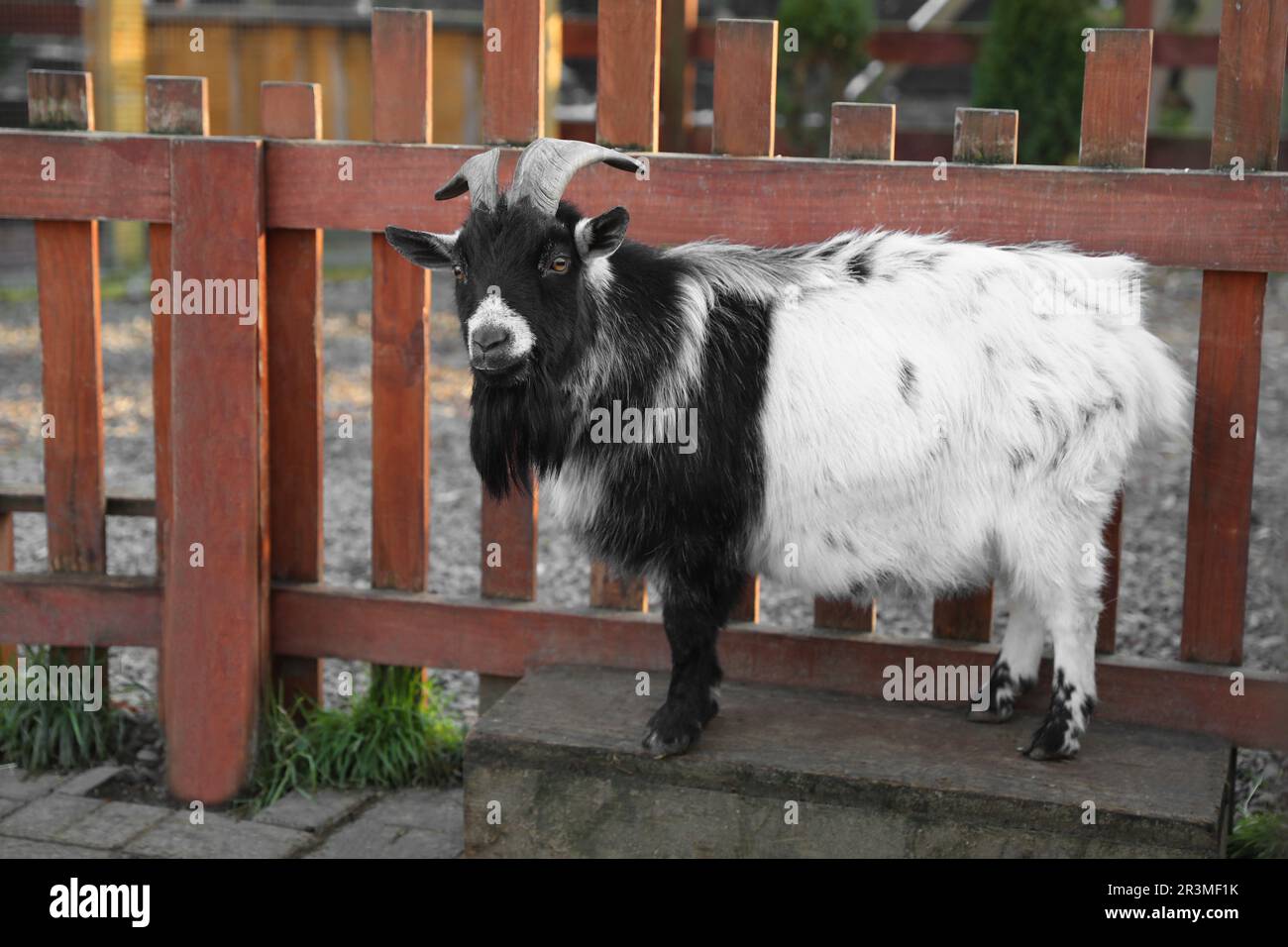 Cute goat inside of paddock in zoo Stock Photo - Alamy