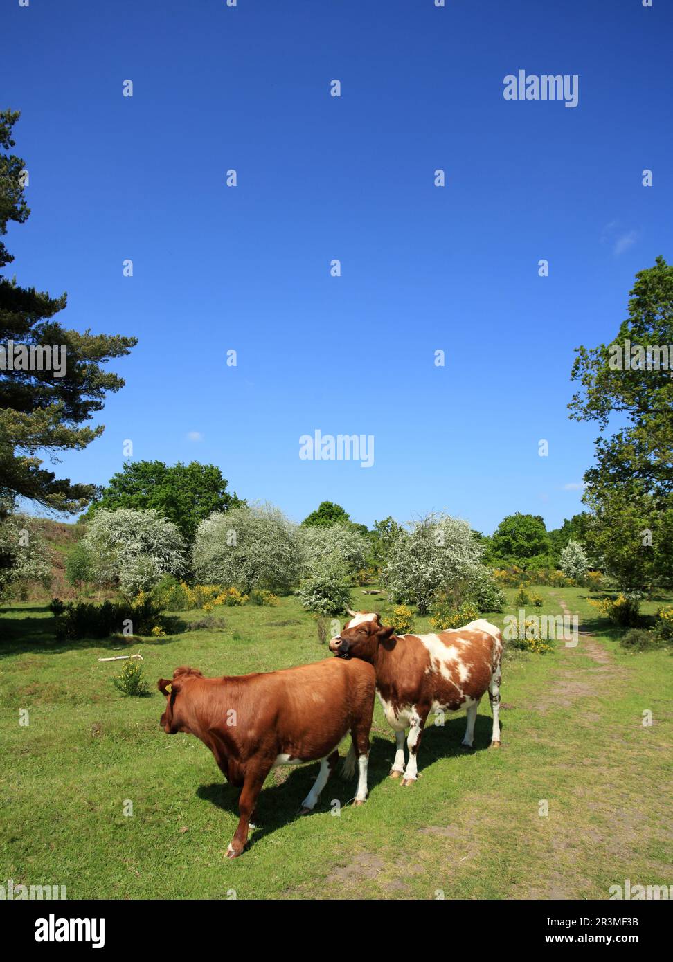 Cattle at the Rifle range nature reserve near Bewdley, Worcestershire ...