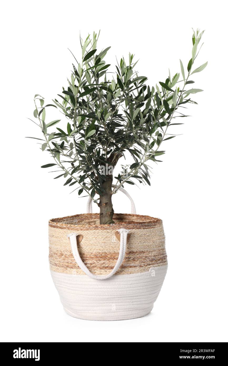Beautiful young potted olive tree isolated on white Stock Photo - Alamy