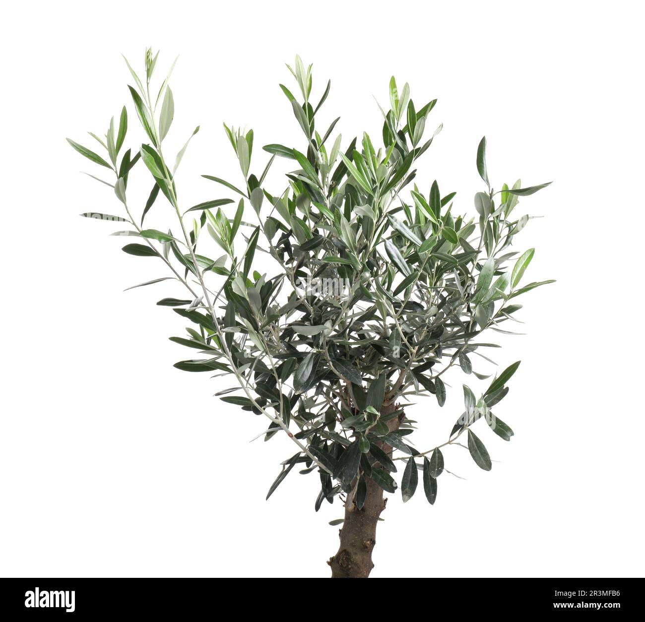 Beautiful young olive tree isolated on white Stock Photo - Alamy