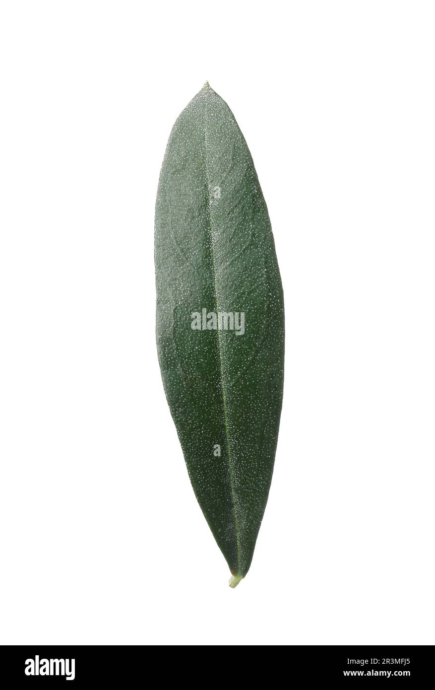 Fresh green olive leaf isolated on white Stock Photo - Alamy