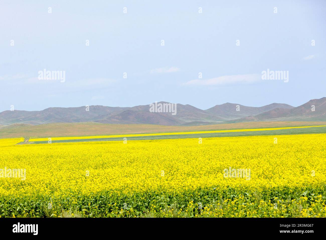 Rapeseed field in the Bulgan province in Mongolia Stock Photo - Alamy