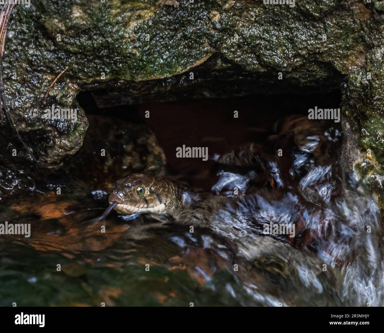 A Water snake looking into camera Stock Photo - Alamy