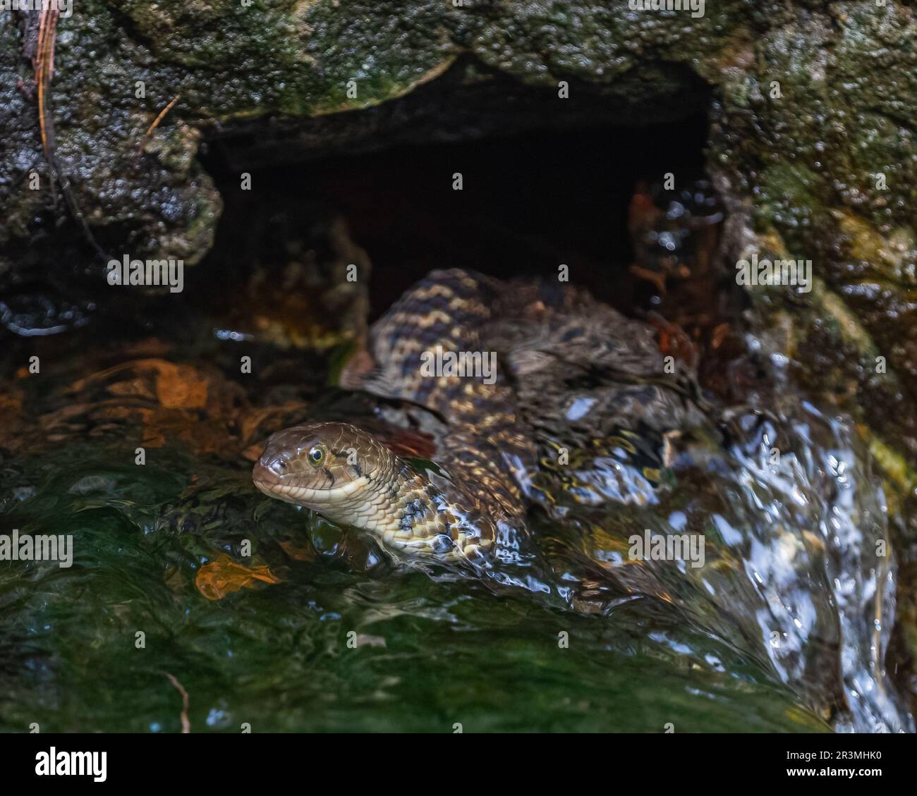 Snake in water hi-res stock photography and images - Alamy