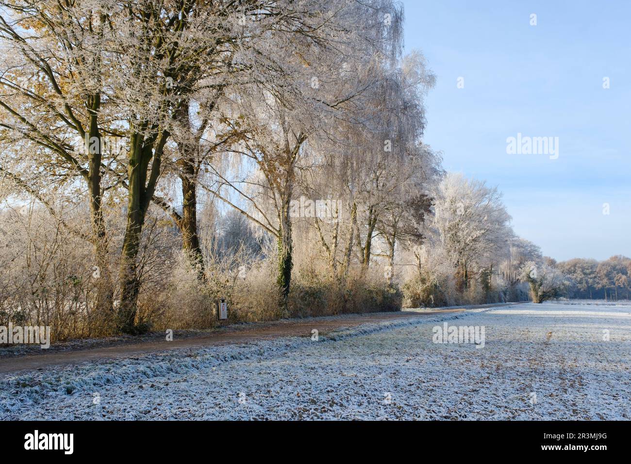 Frost and trees hi-res stock photography and images - Alamy