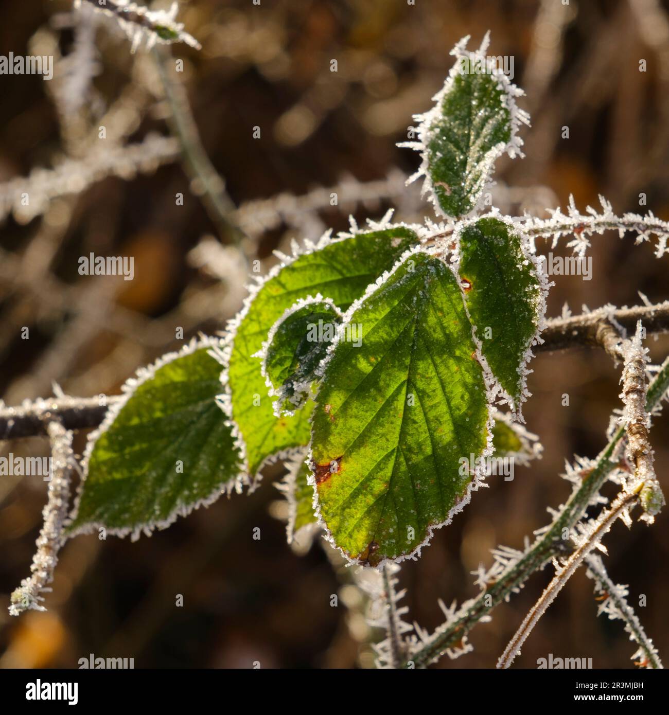 Arm white frost hi-res stock photography and images - Alamy