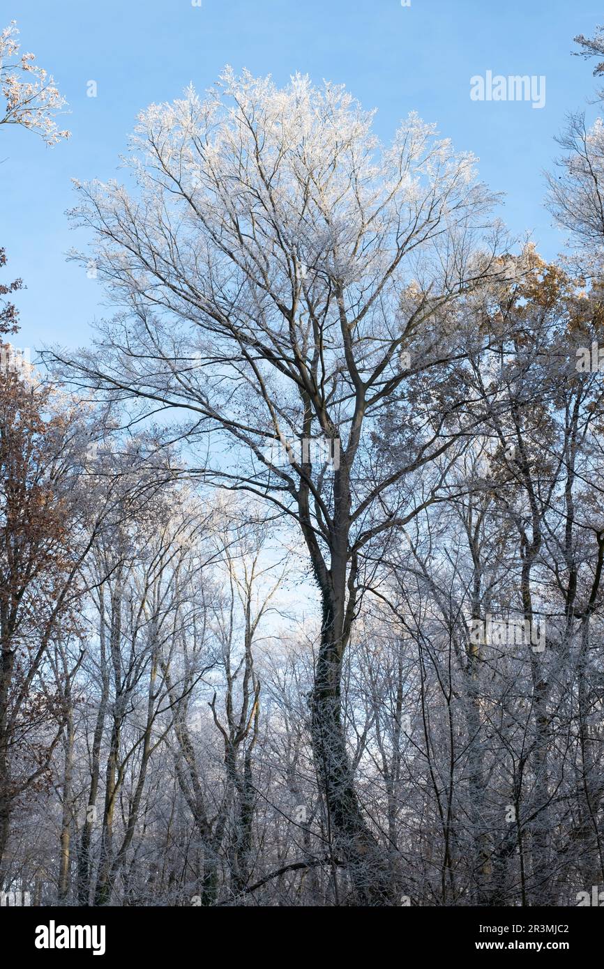 Trees with white frost Stock Photo - Alamy