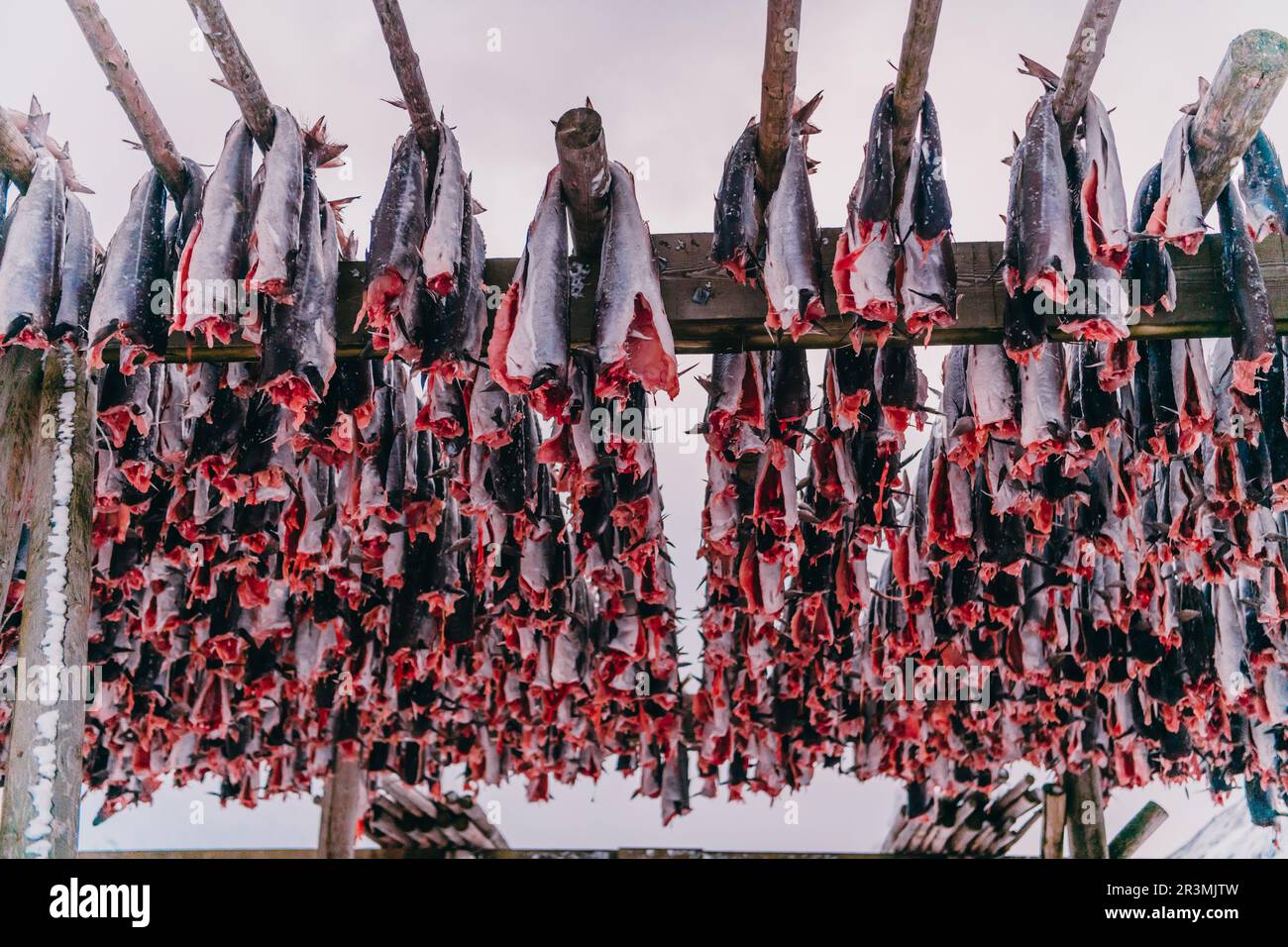 Air drying of salmon on a wooden structure in the Scandinavian winter ...