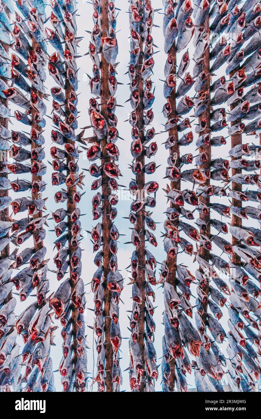 Air drying of salmon on a wooden structure in the Scandinavian winter ...