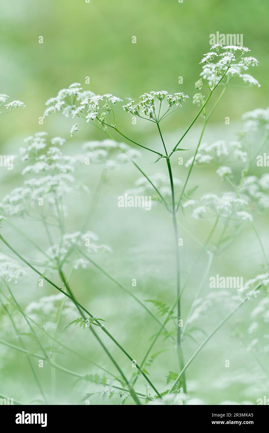 Cow Parsley (Anthriscus sylvestris) mass of flowers at Three Hagges ...