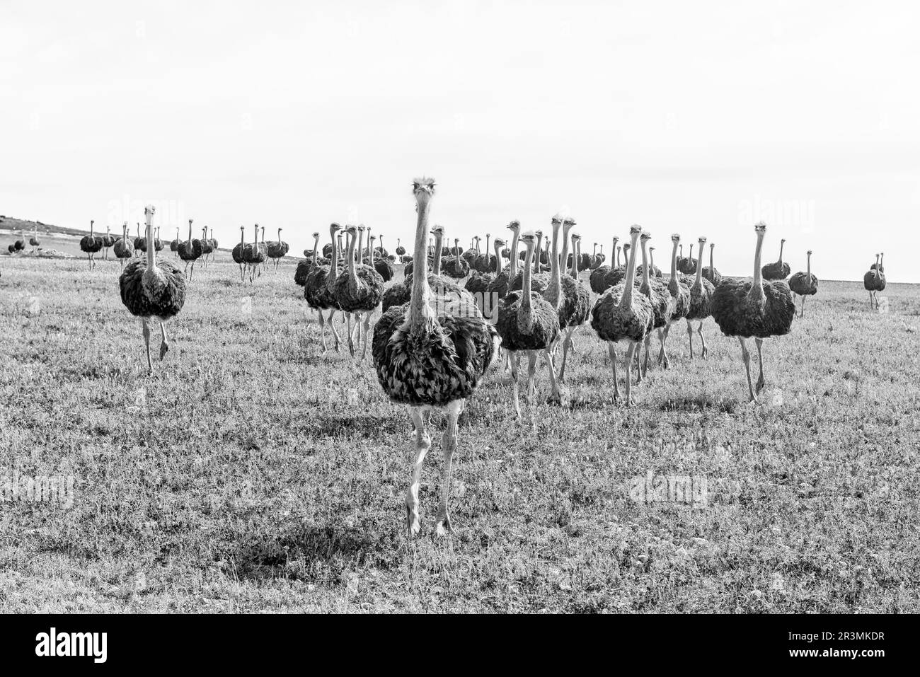 Ostriches running Black and White Stock Photos & Images - Alamy