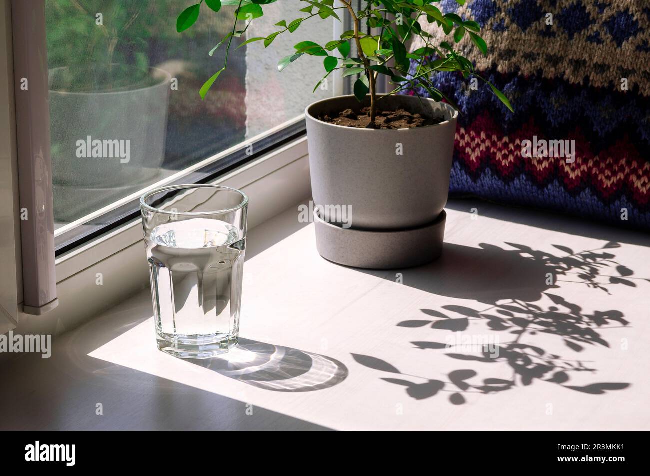 Sharp shadows from a glass of water and plants on a white windowsill ...