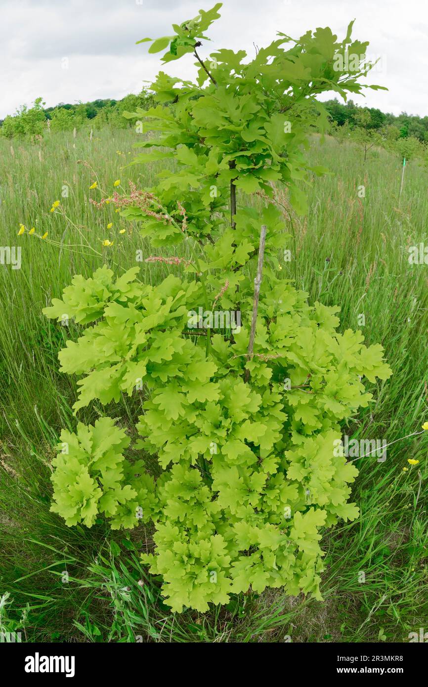 Fresh sapling green oak hi-res stock photography and images - Alamy