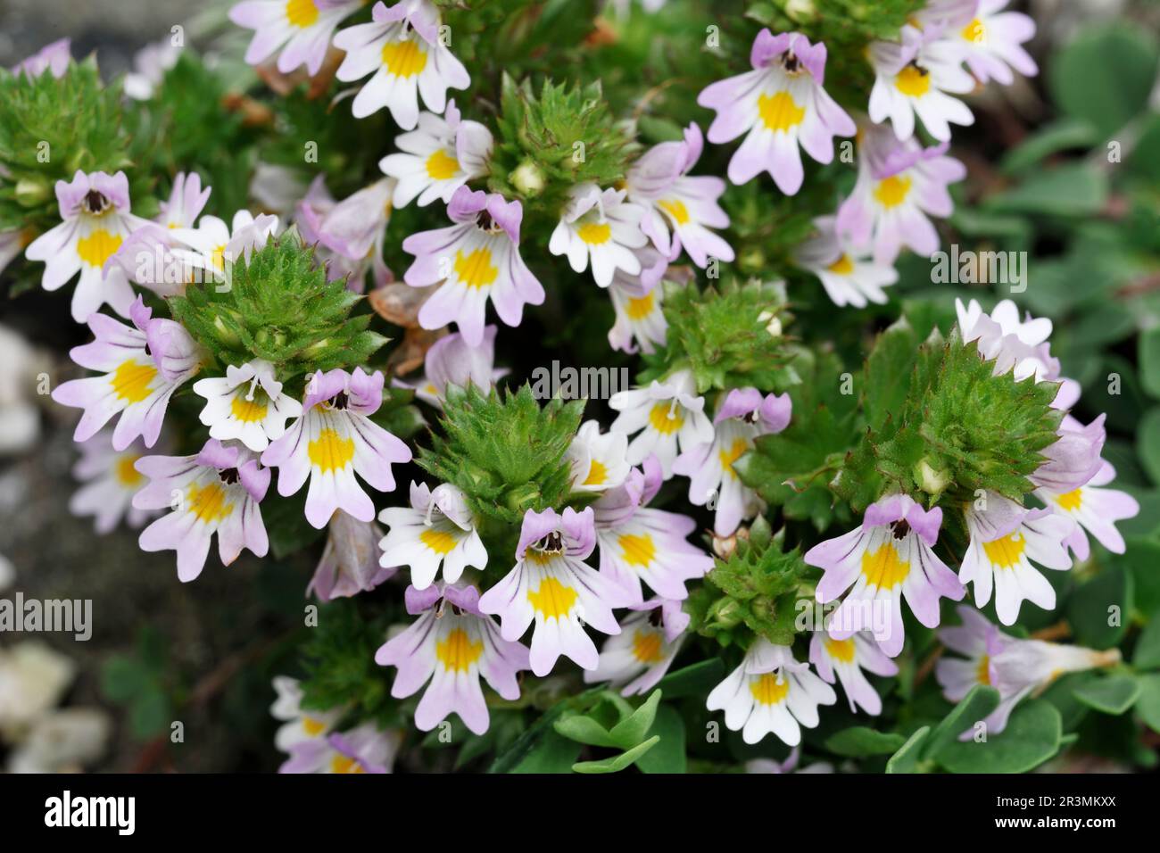 Eyebright (Euphrasia officinalis) growing on grassland by shore, Isle ...
