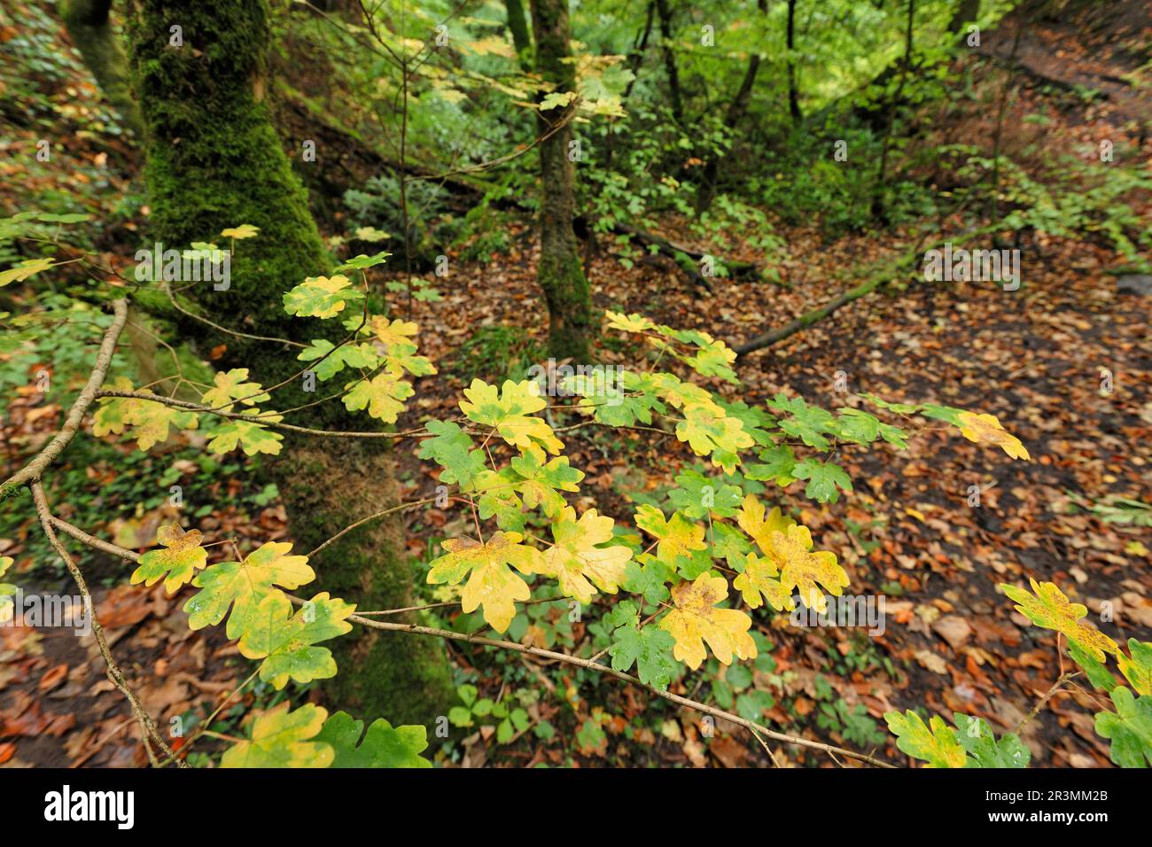 Field Maple (Acer campestre) leaves on low branch of tree changing ...