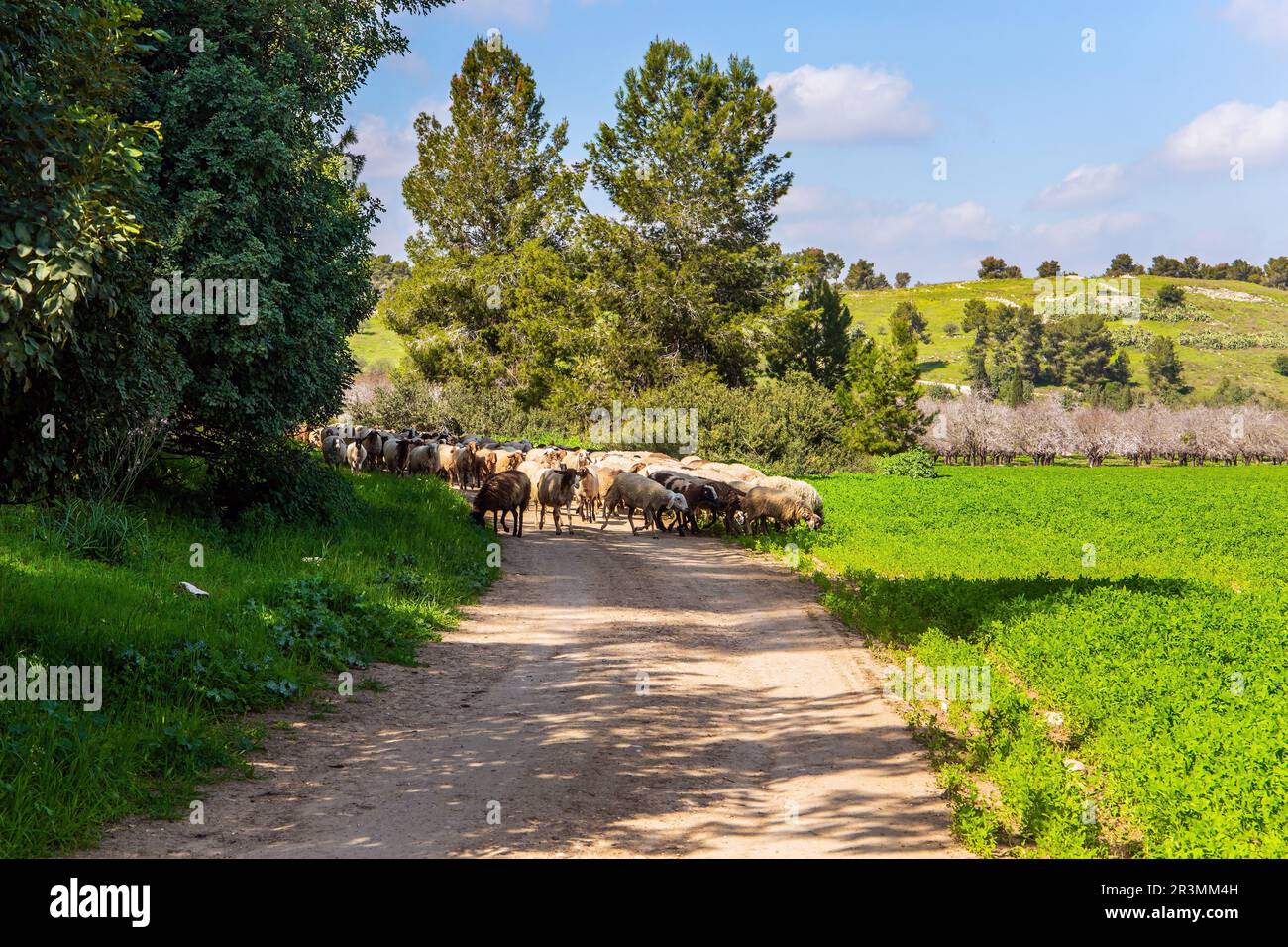 Group of rams hi-res stock photography and images - Alamy