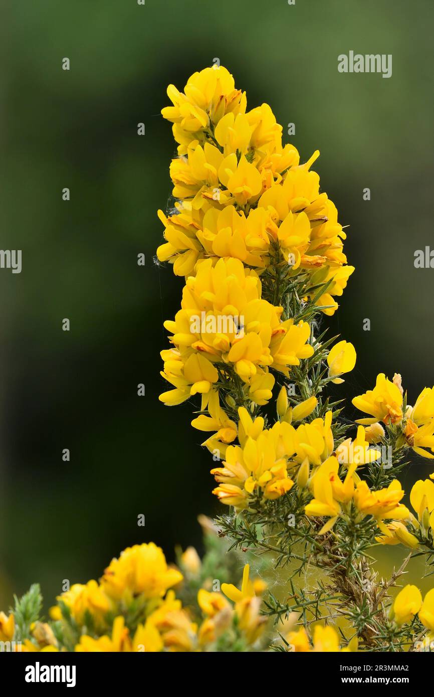 Gorse (Ulex europaeus) close-up of flowers of shrub growing near to the ...