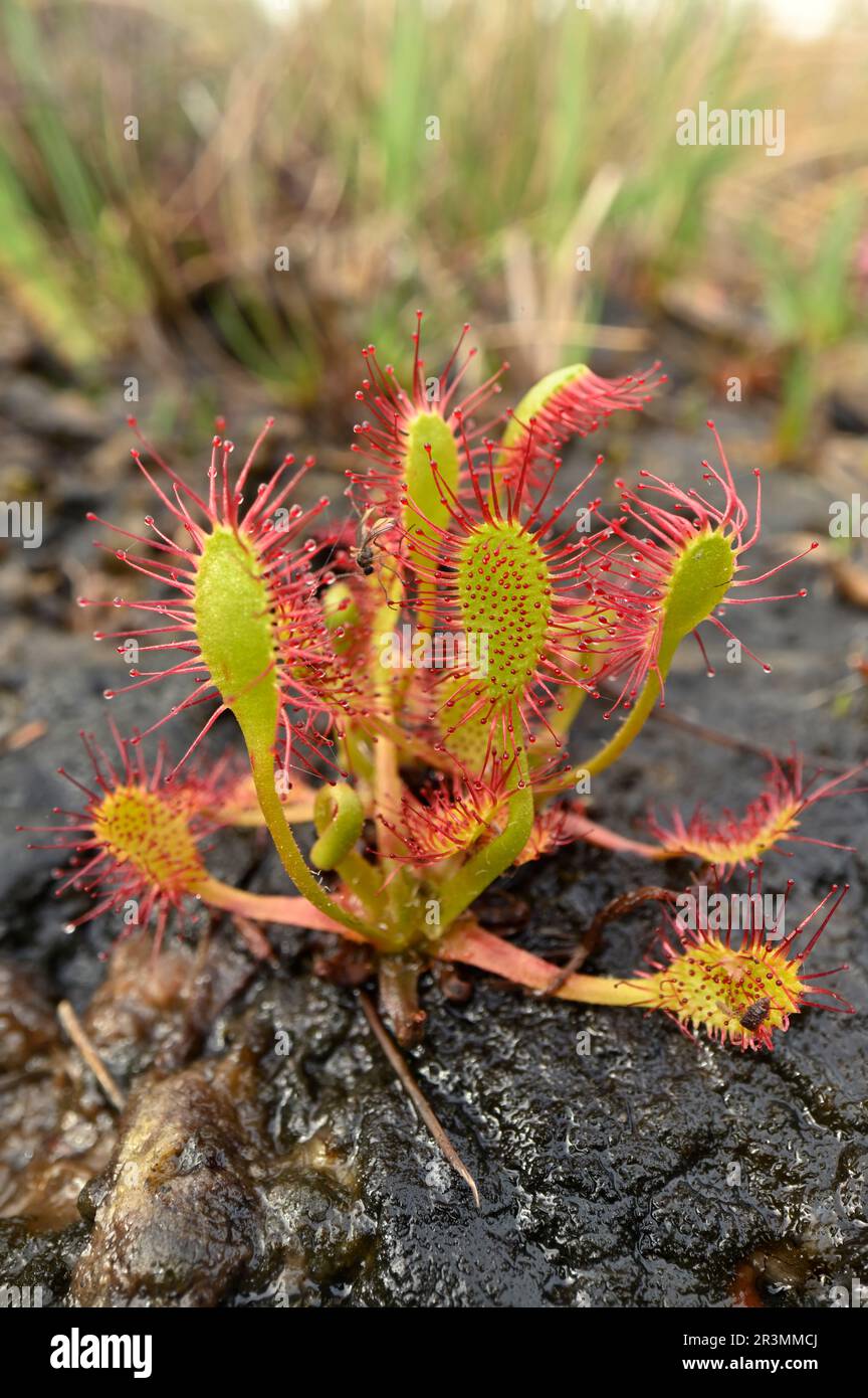 Great Sundew (Drosera anglica) growing on exposed, wet peat, by the ...