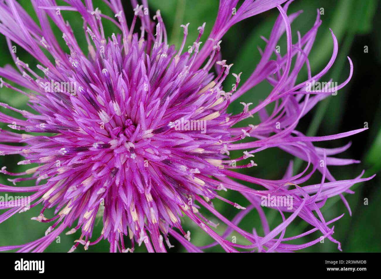 Greater Knapweed (Centaurea scabiosa) close-up of part of flower head ...
