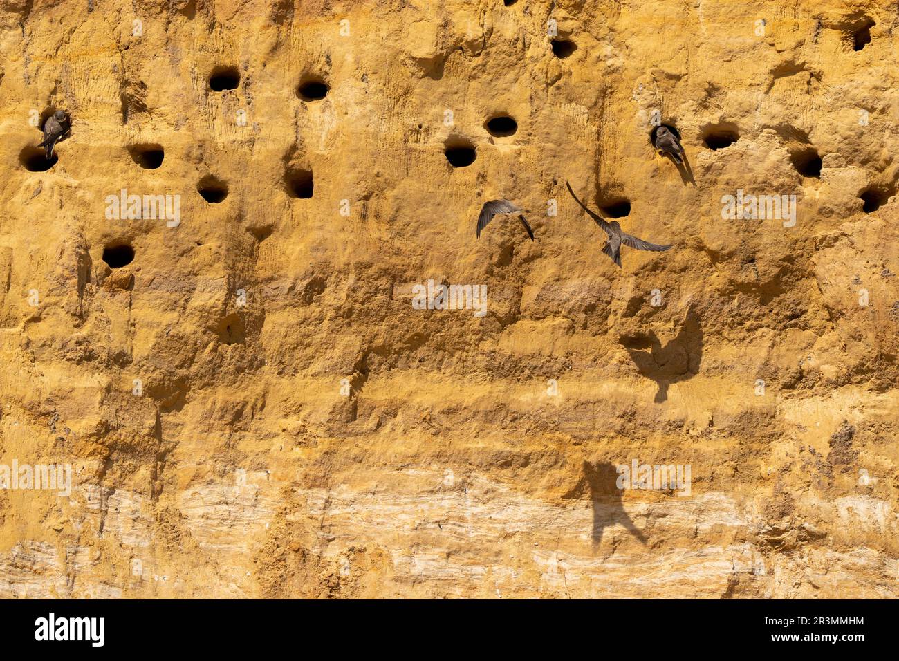 SAND MARTINS AND CLIFFS OF HAPPISBURGH NORFOLK EAST ANGLIA ENGLAND UK ...