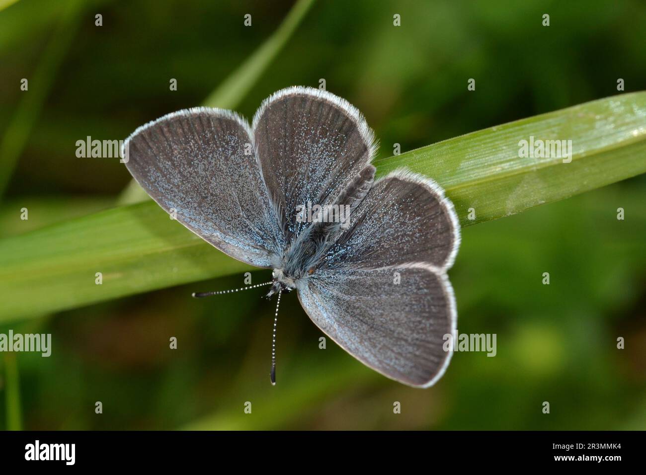 Small Blue butterfly, Ormsgill Slag Heaps, Barrow, Cumbria. A toxic ...