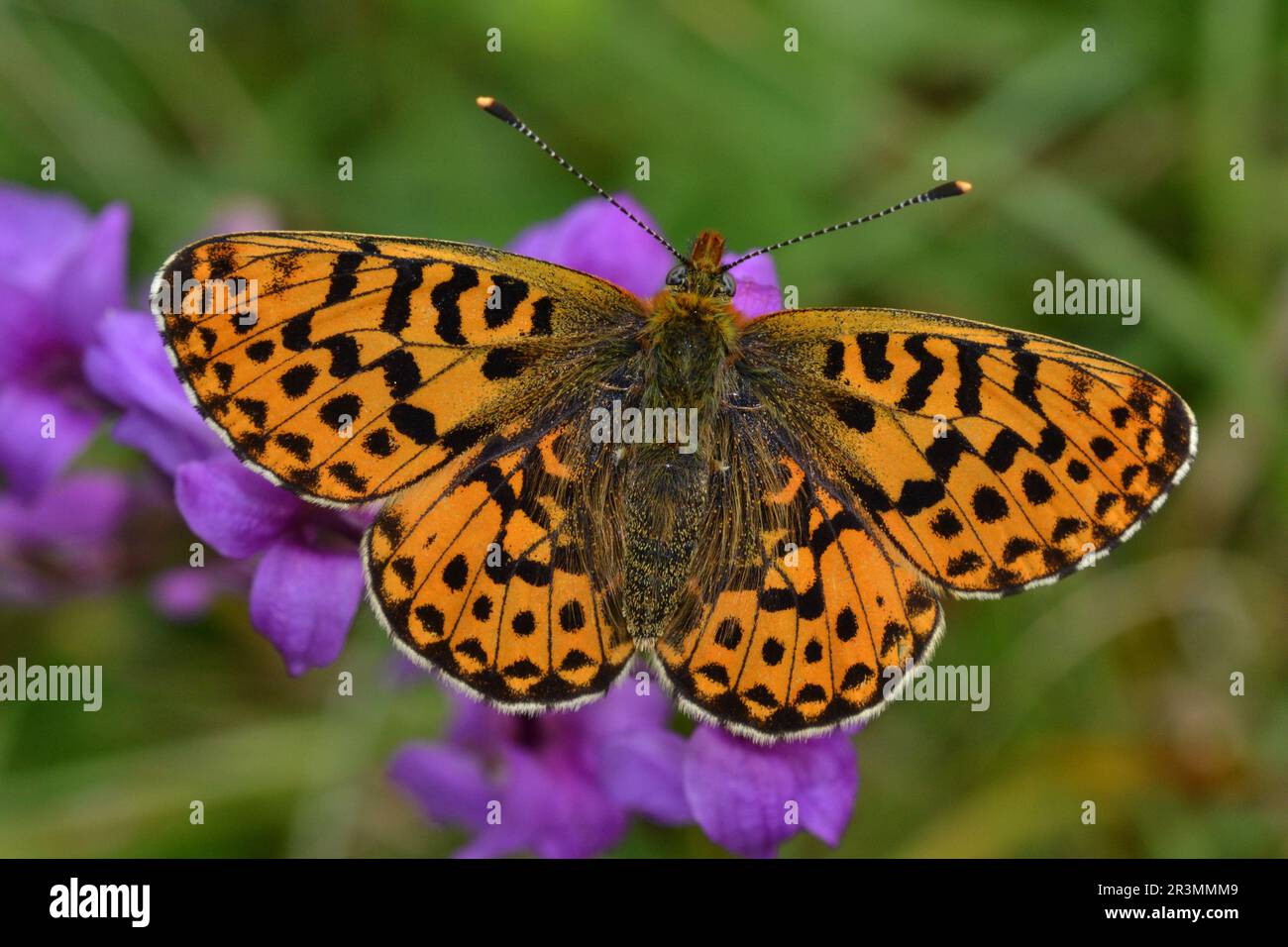 Peral-bordered fritillary butterfly, Warton Crag, Carnforth, Lake ... Peral-bordered fritillary butterfly, Warton Crag, Carnforth, Lake ...