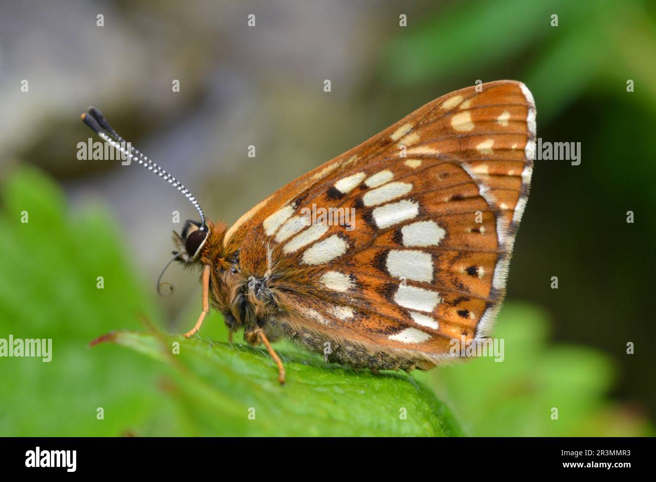 Gait barrow nature reserve hi-res stock photography and images - Alamy