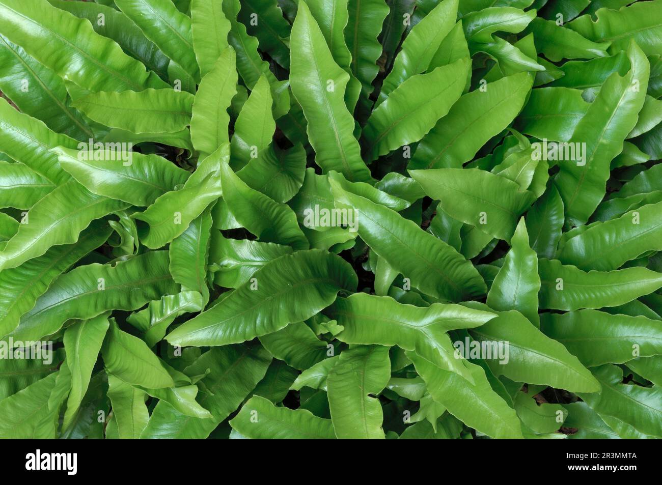 Hart's Tongue Fern (Phyllitis scolopendrium) overhead view of mass of ...