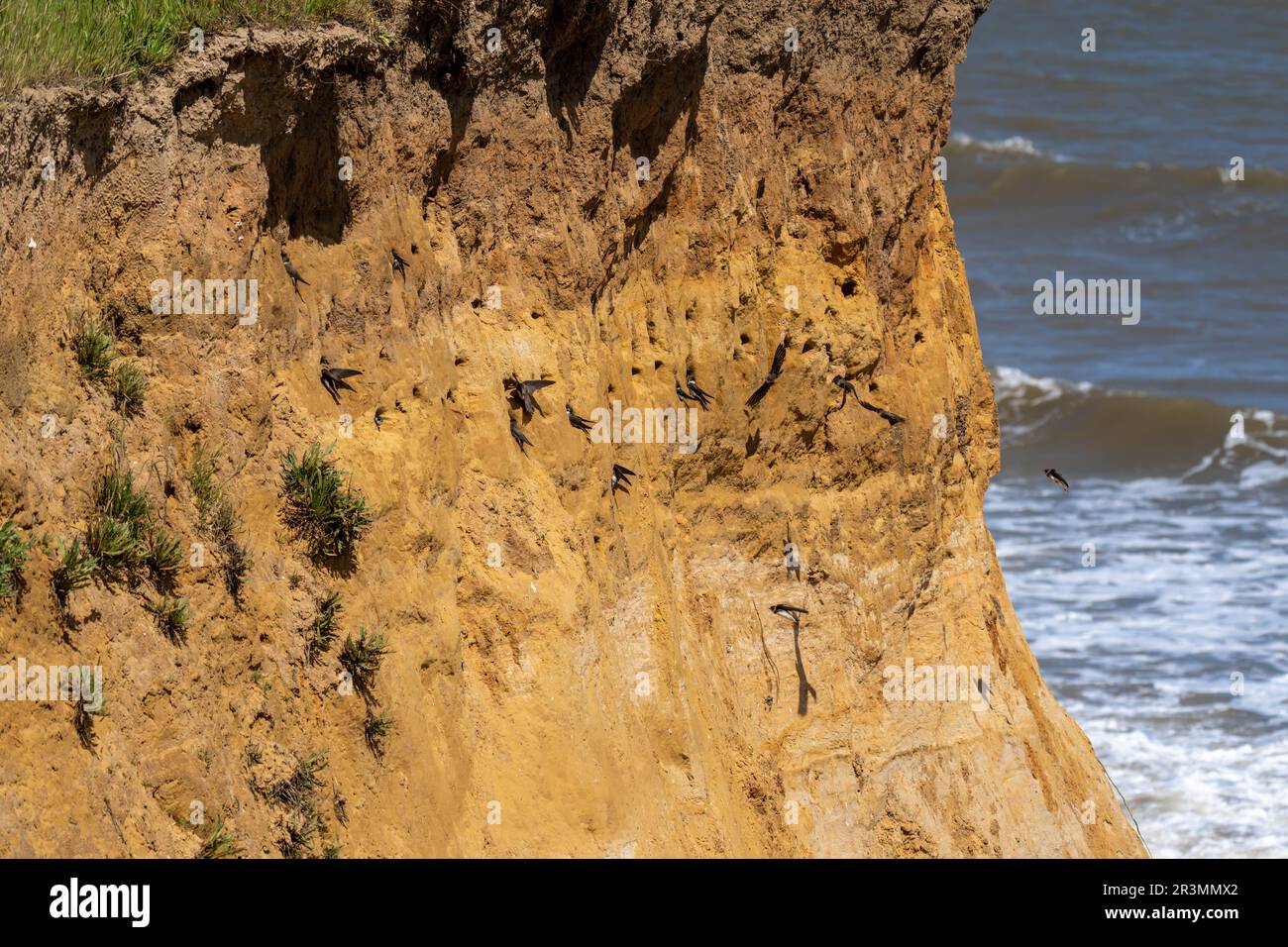 SAND MARTINS AND CLIFFS OF HAPPISBURGH NORFOLK EAST ANGLIA ENGLAND UK ...