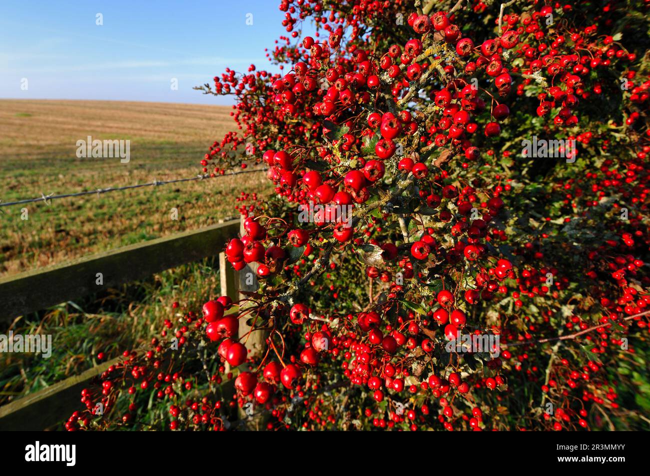 Hawthorn (Crataegus monogyna) with large crop of ripe berries in ...