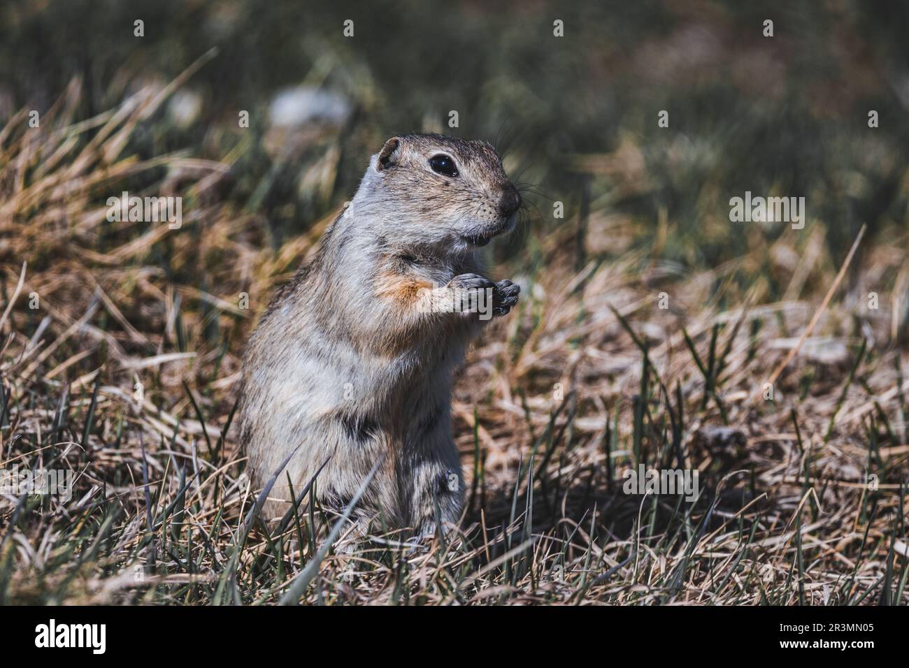 North american gopher hi-res stock photography and images - Alamy