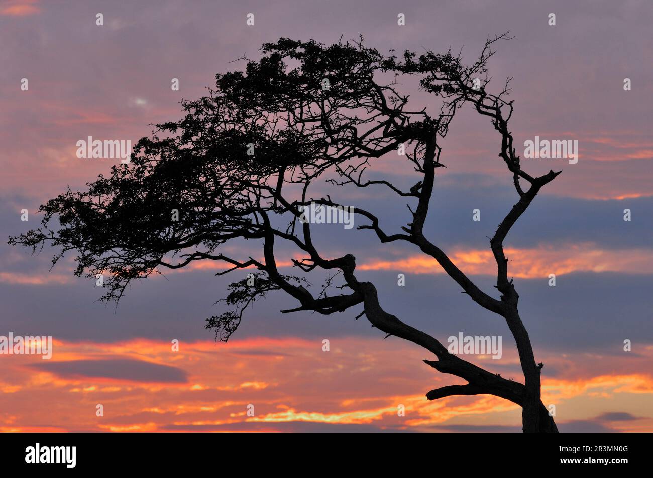 Windblown autumn hawthorn tree hi-res stock photography and images - Alamy