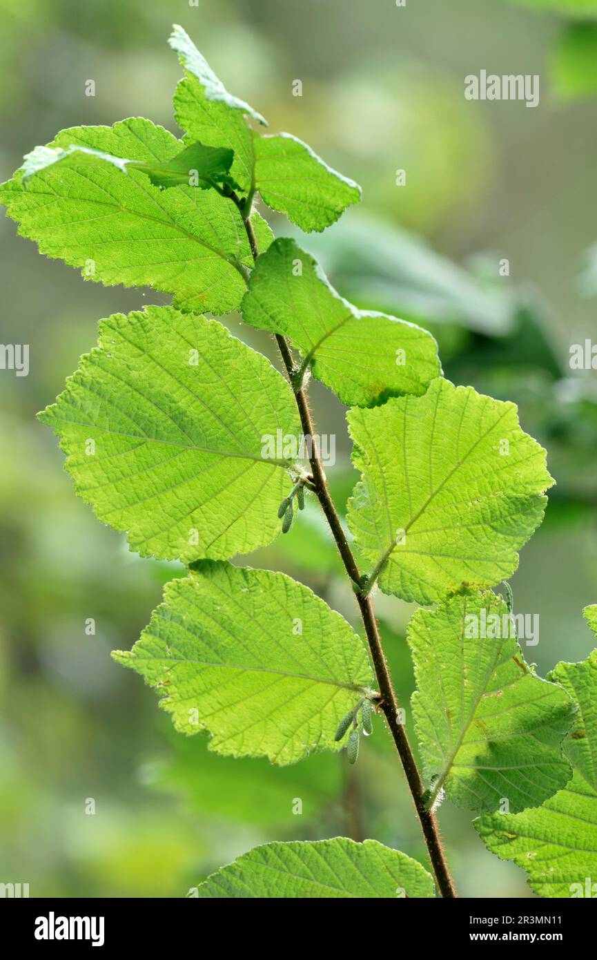 Hazel (Corylus avellana) leaves in summer, Knapdale, Argyll, Scotland ...