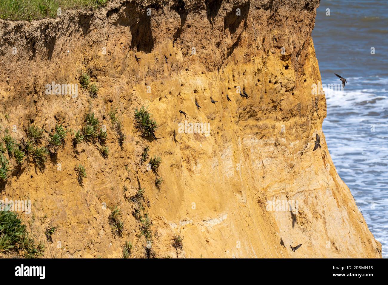 SAND MARTINS AND CLIFFS OF HAPPISBURGH NORFOLK EAST ANGLIA ENGLAND UK ...