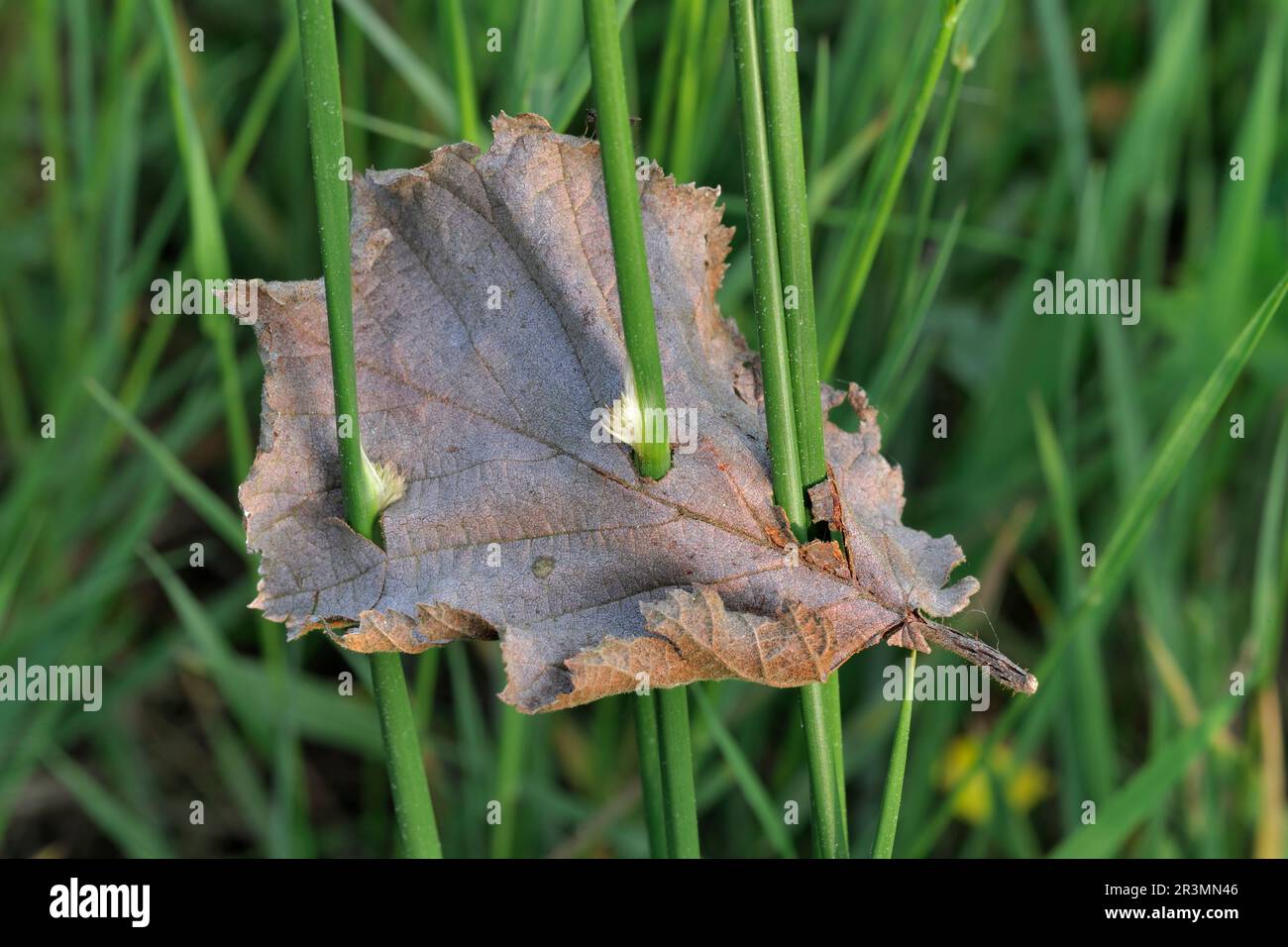 Dead stems hi-res stock photography and images - Alamy