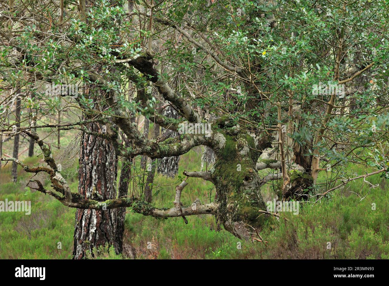 Mature holly tree hi-res stock photography and images - Alamy