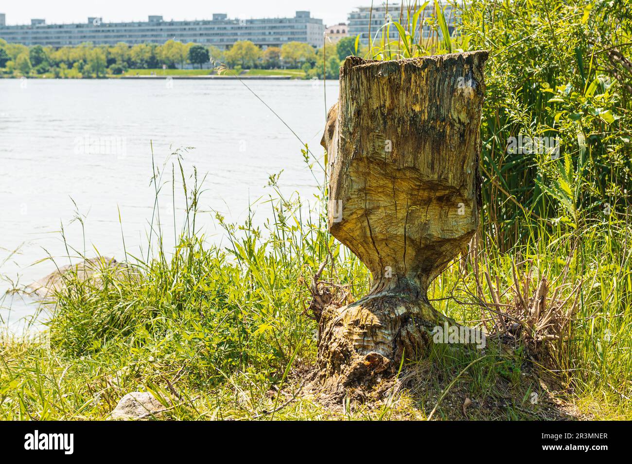 Beaver teeth marks on tree trunk on river bank, within city Stock Photo ...