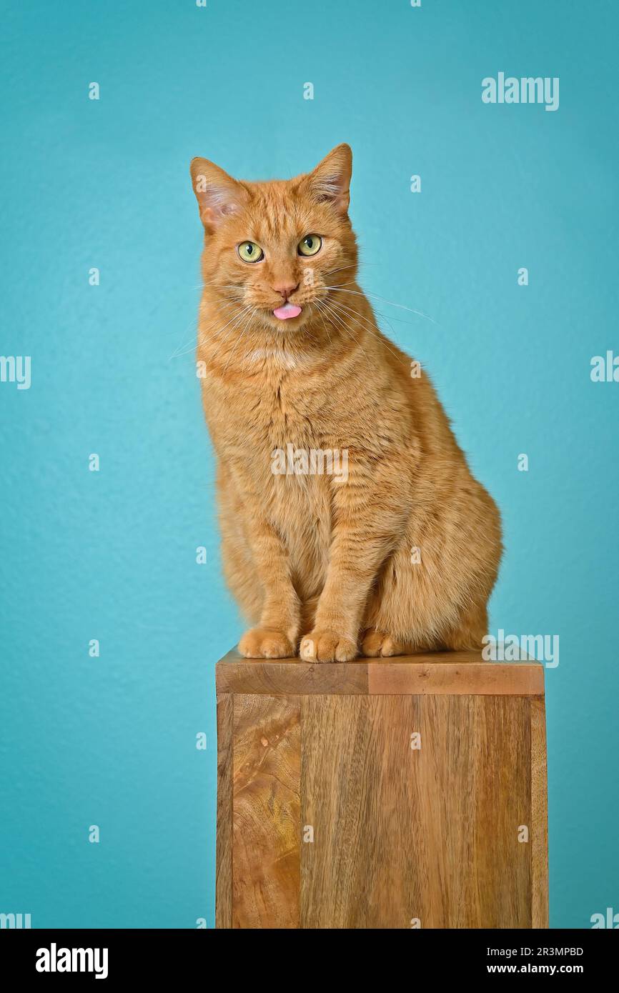 Funny ginger cat sitting on wooden column and sticking out tongue ...